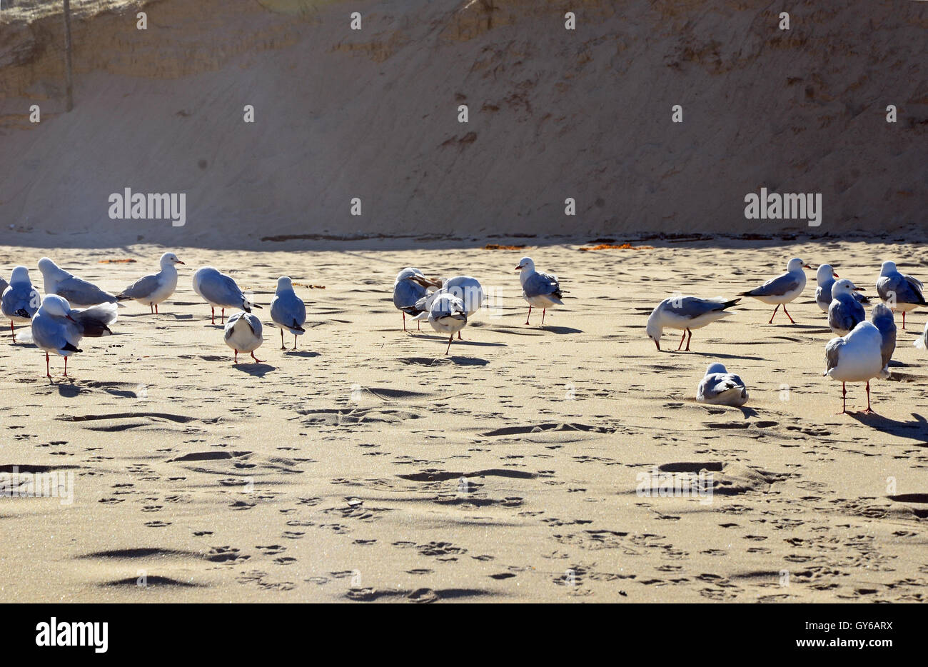 Möwen fußabdrücke -Fotos und -Bildmaterial in hoher Auflösung – Alamy