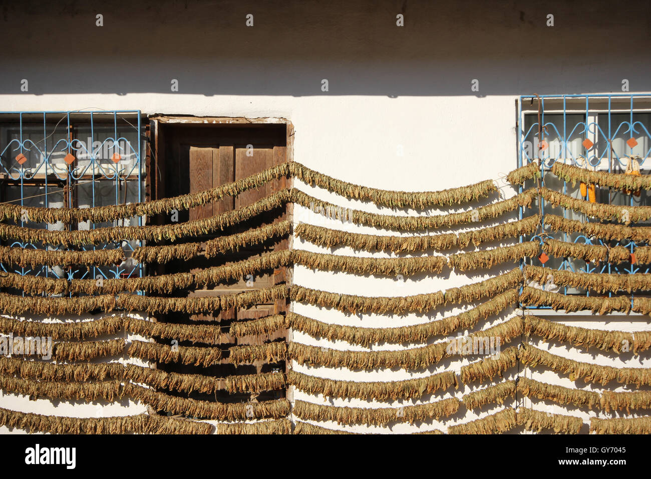 Tabak trockengestell -Fotos und -Bildmaterial in hoher Auflösung – Alamy