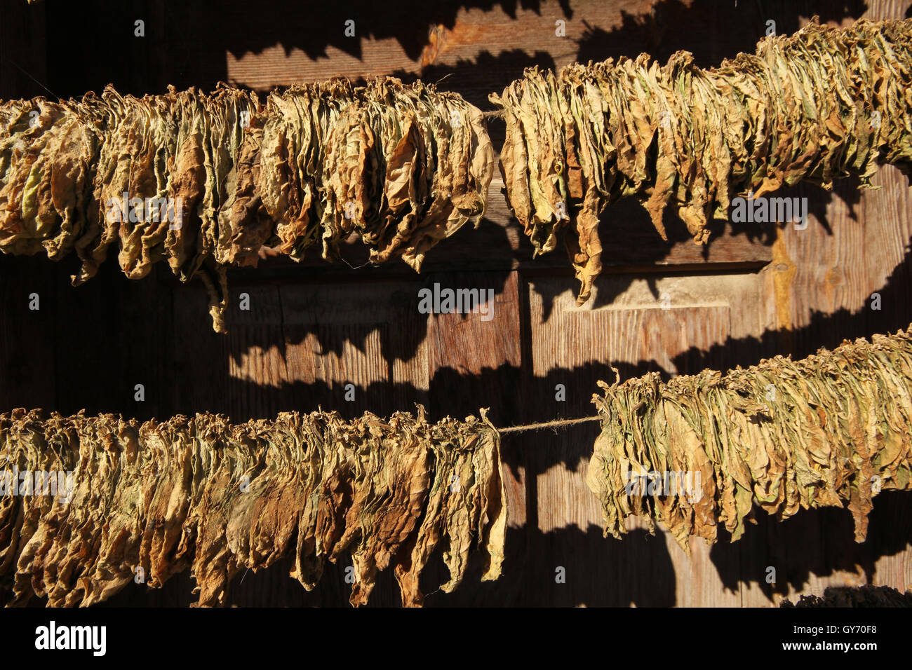 Tabak trockengestell -Fotos und -Bildmaterial in hoher Auflösung – Alamy