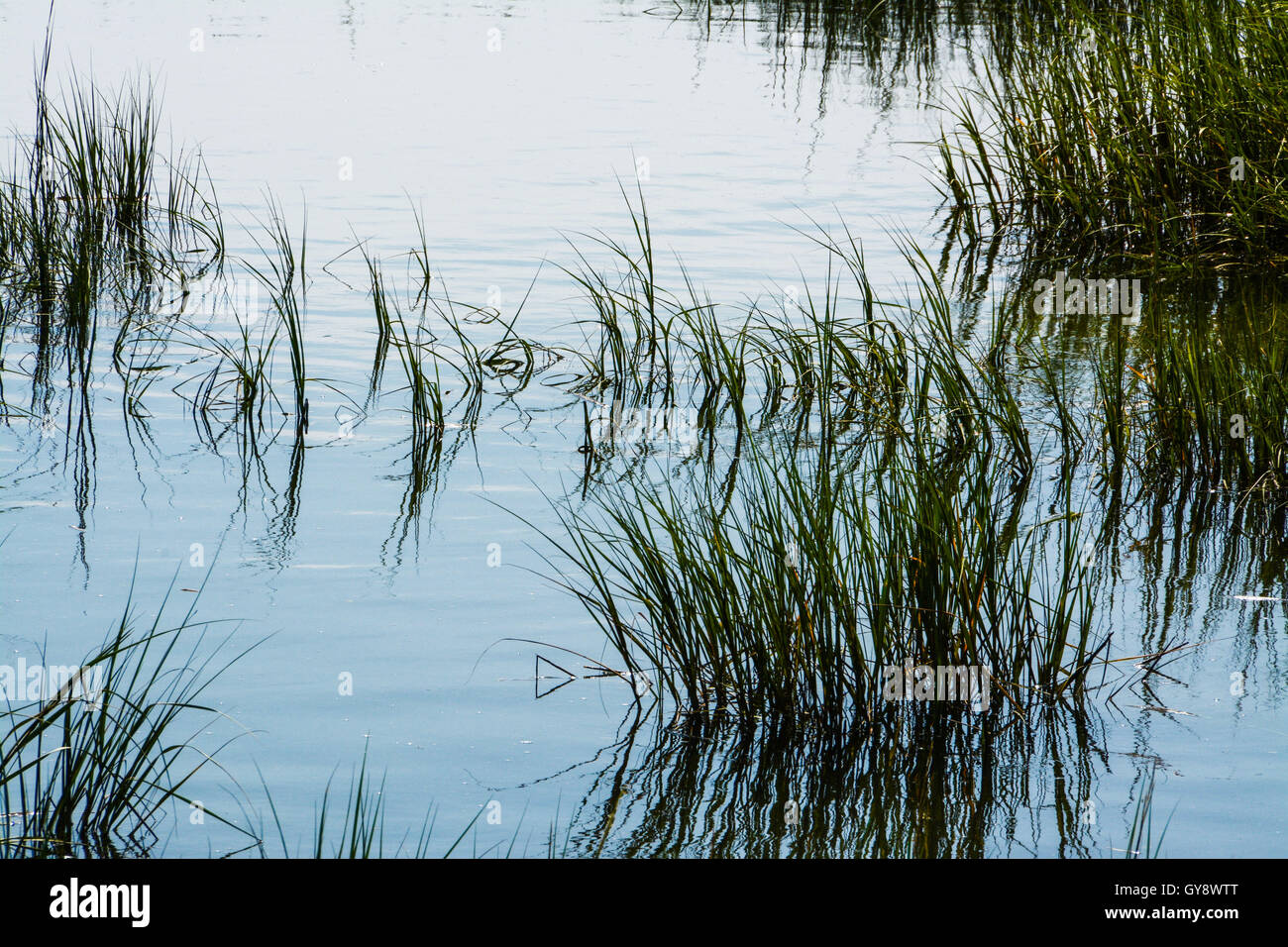 Seegras gras Stockfotos und -bilder Kaufen - Alamy