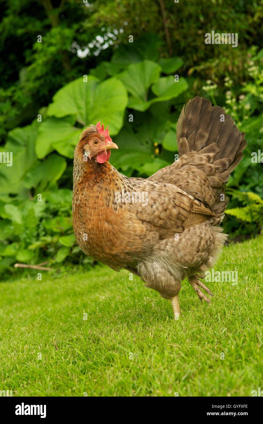 Reines hunderassen -Fotos und -Bildmaterial in hoher Auflösung – Alamy