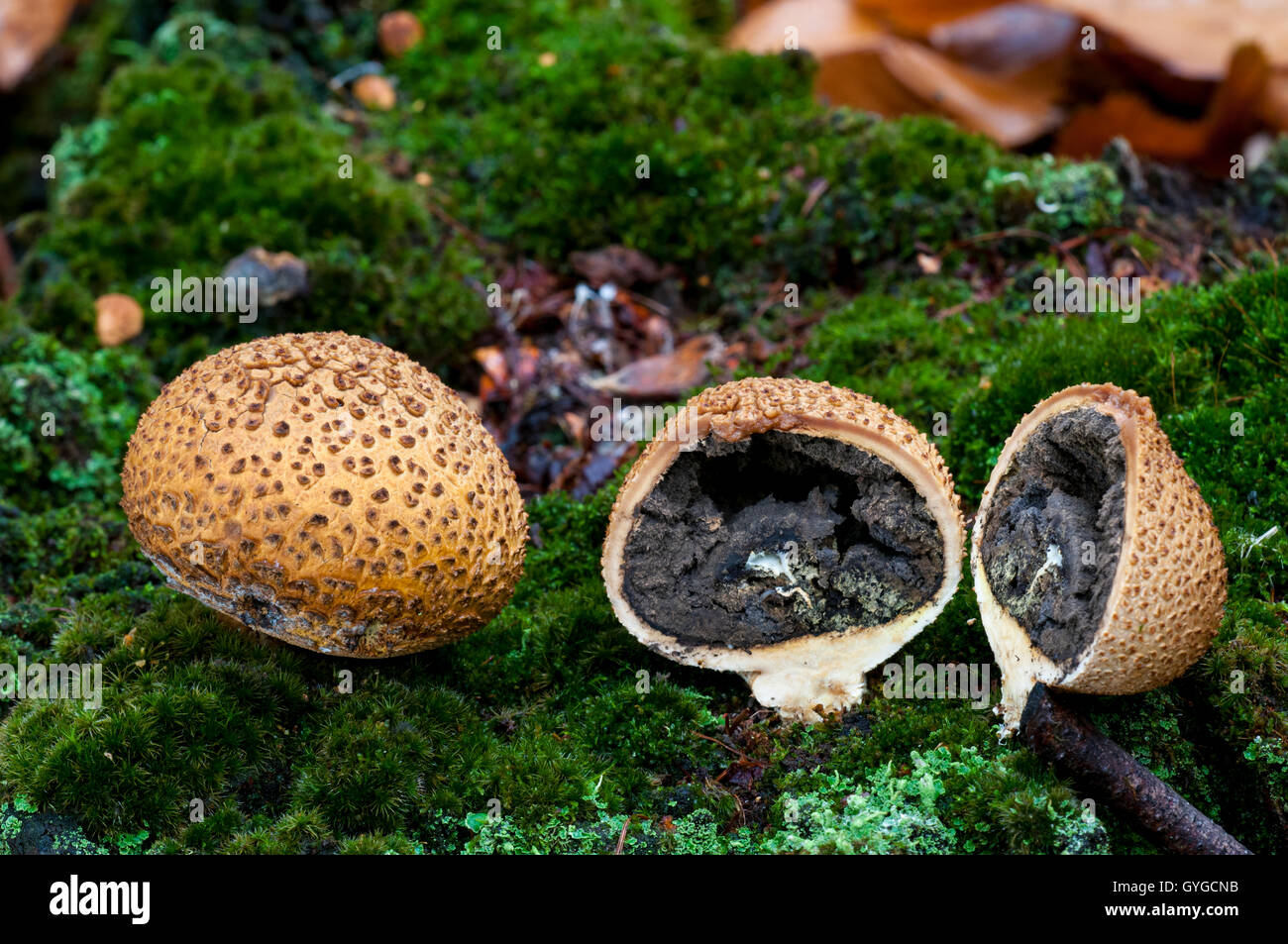 Zwei Fruchtkörper des gemeinsamen Earthball Pilz (Sklerodermie Citrinum ...