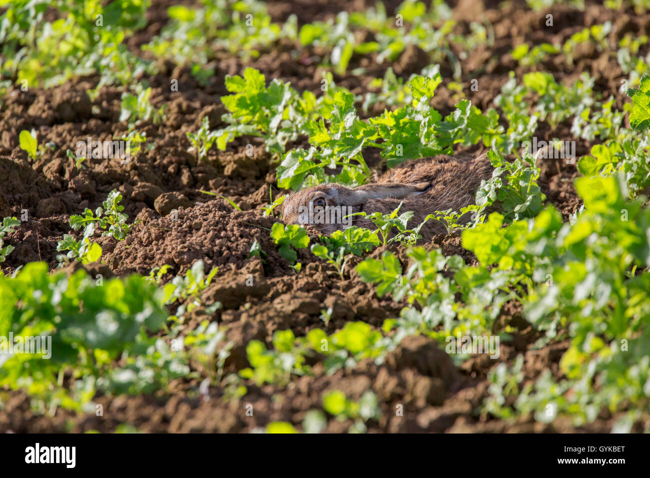 Europäische hase, feldhase (Lepus europaeus), versteckt in ein Kratzen ...