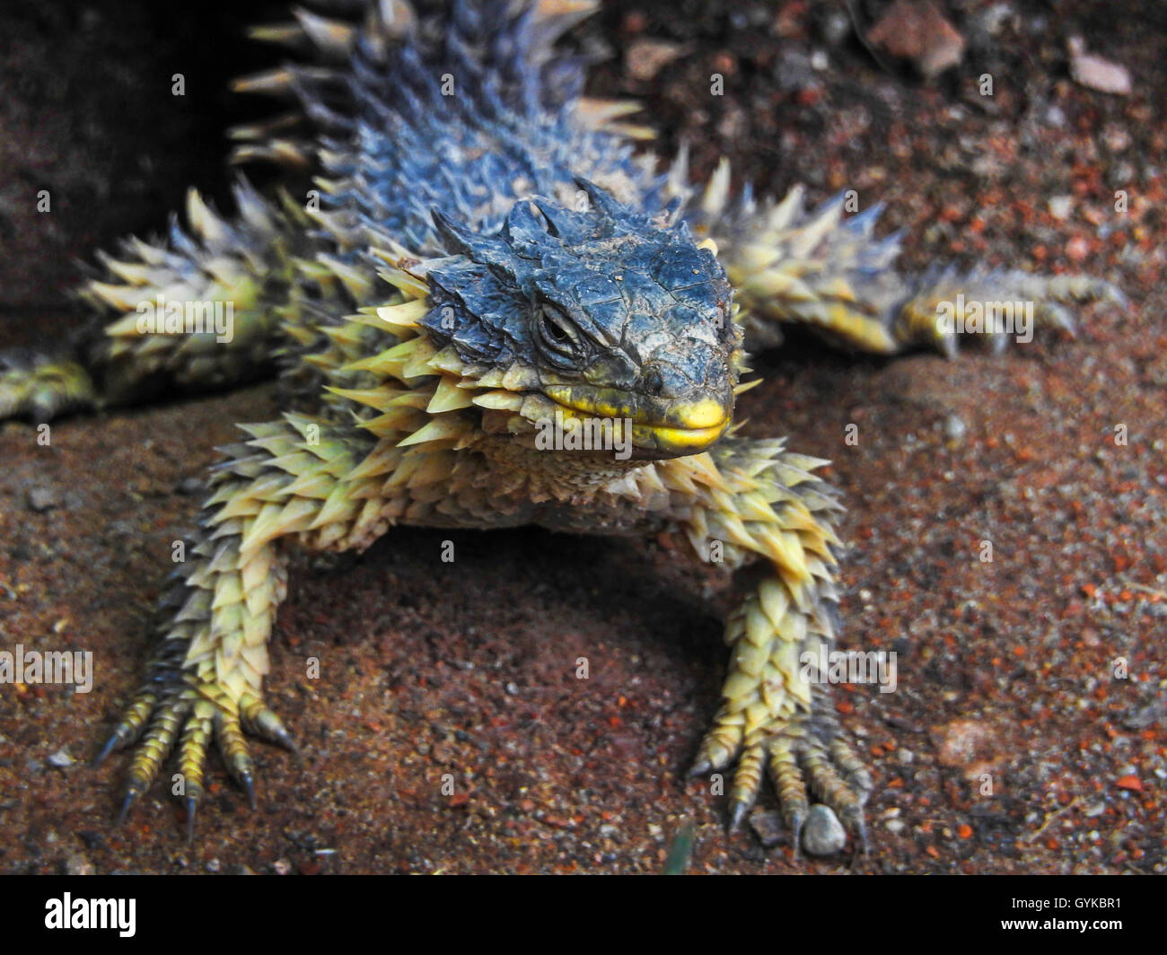 Riesen echsen -Fotos und -Bildmaterial in hoher Auflösung – Alamy