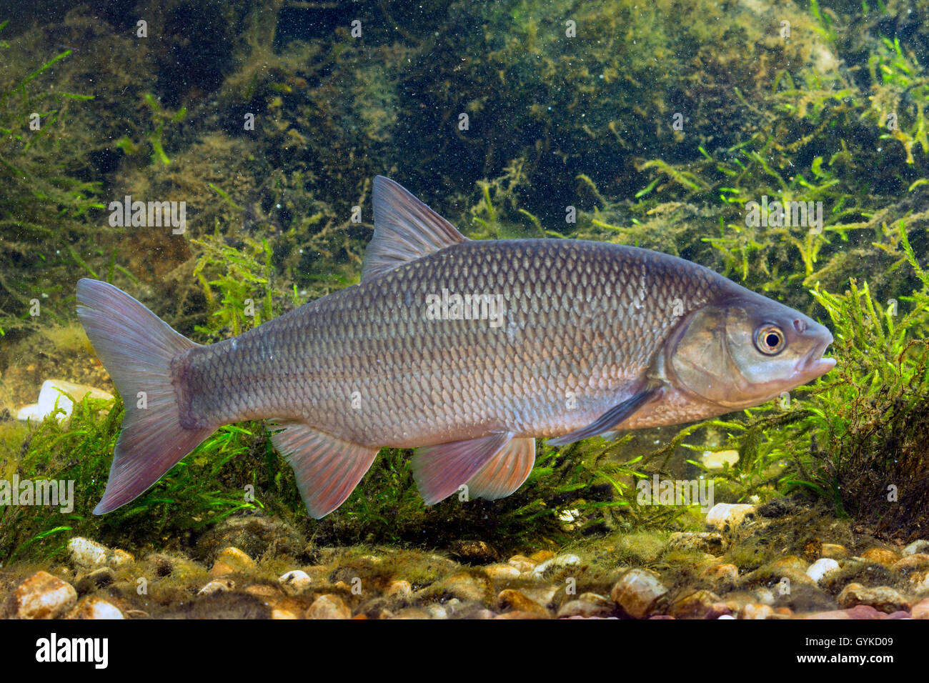 Orfe leuciscus idus -Fotos und -Bildmaterial in hoher Auflösung – Alamy