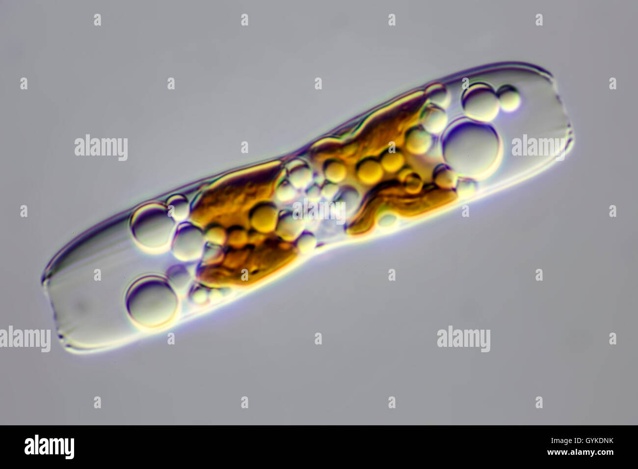 Kieselalge, Kiesel-Alge, Diatomee (Kieselalgen), Lebende Kieselalge ...