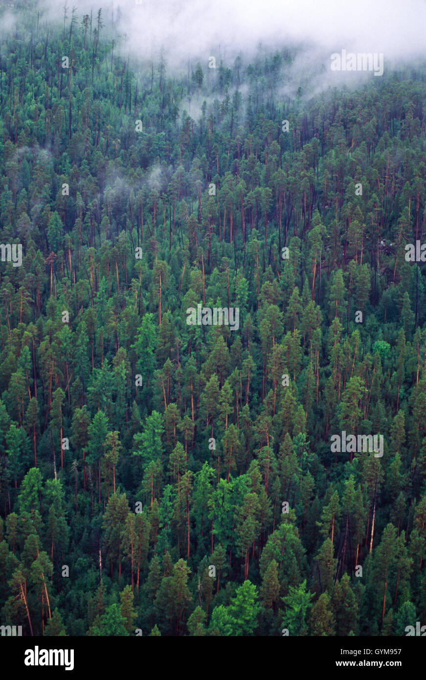 Barguzin zapovednik -Fotos und -Bildmaterial in hoher Auflösung – Alamy