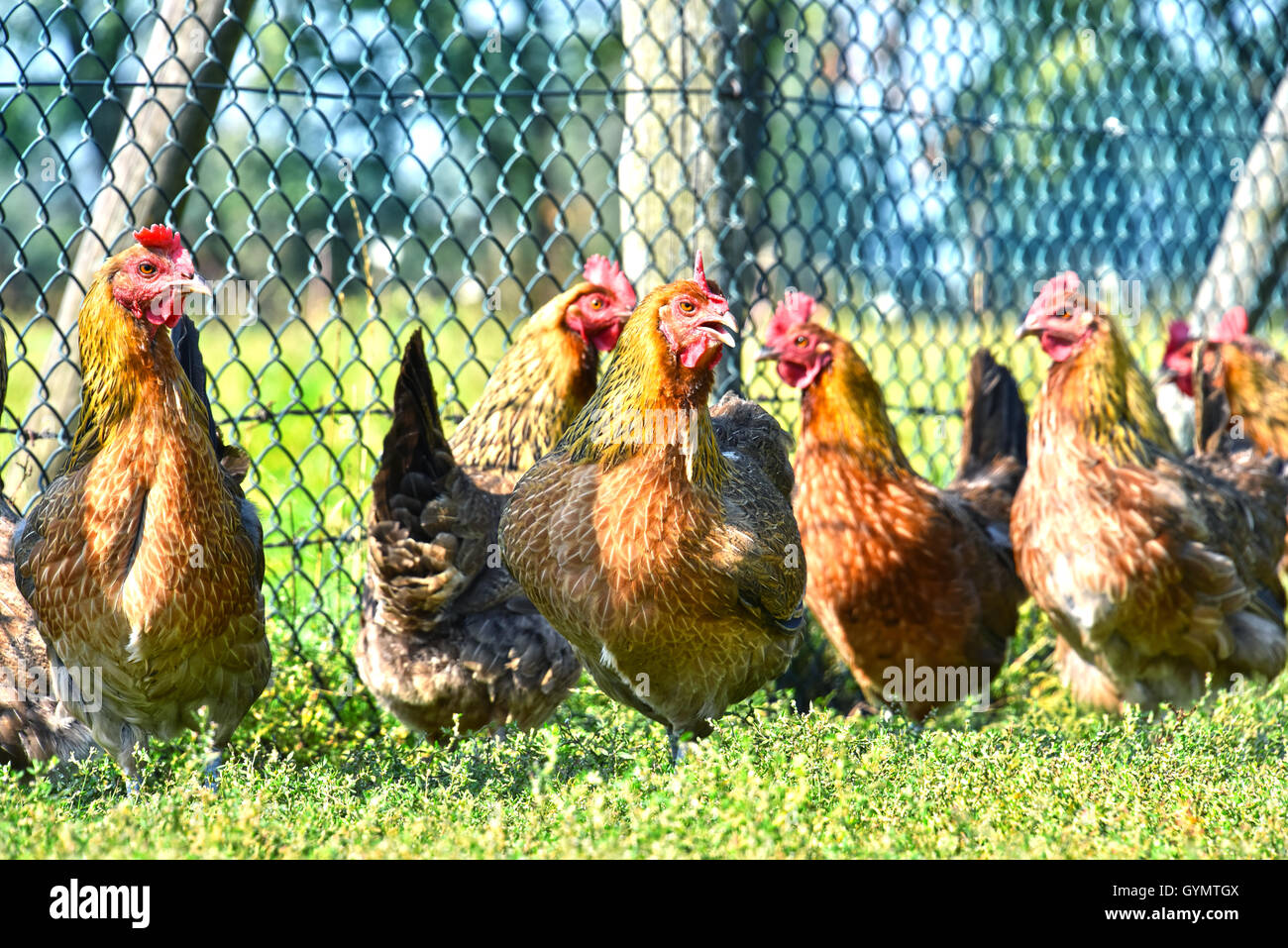 Hühner auf traditionelle Freilandhaltung Geflügelfarm Stockfotografie ...