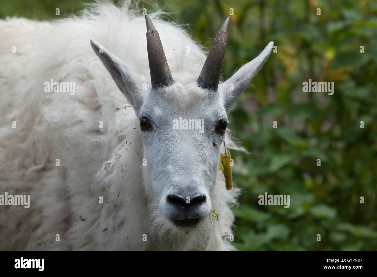 Bergziege (Oreamnos Americanus), auch bekannt als Rocky Mountain Goat ...