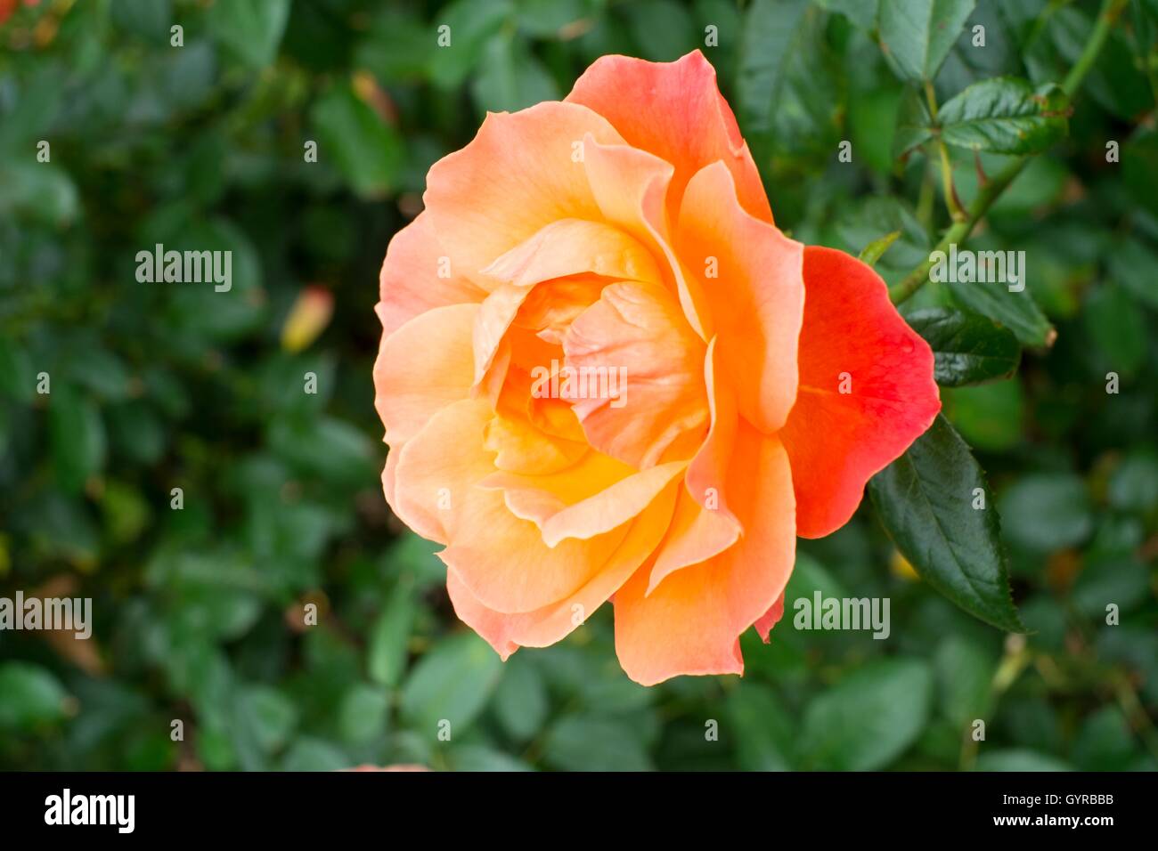 Kameradschaft floribunda -Fotos und -Bildmaterial in hoher Auflösung ...