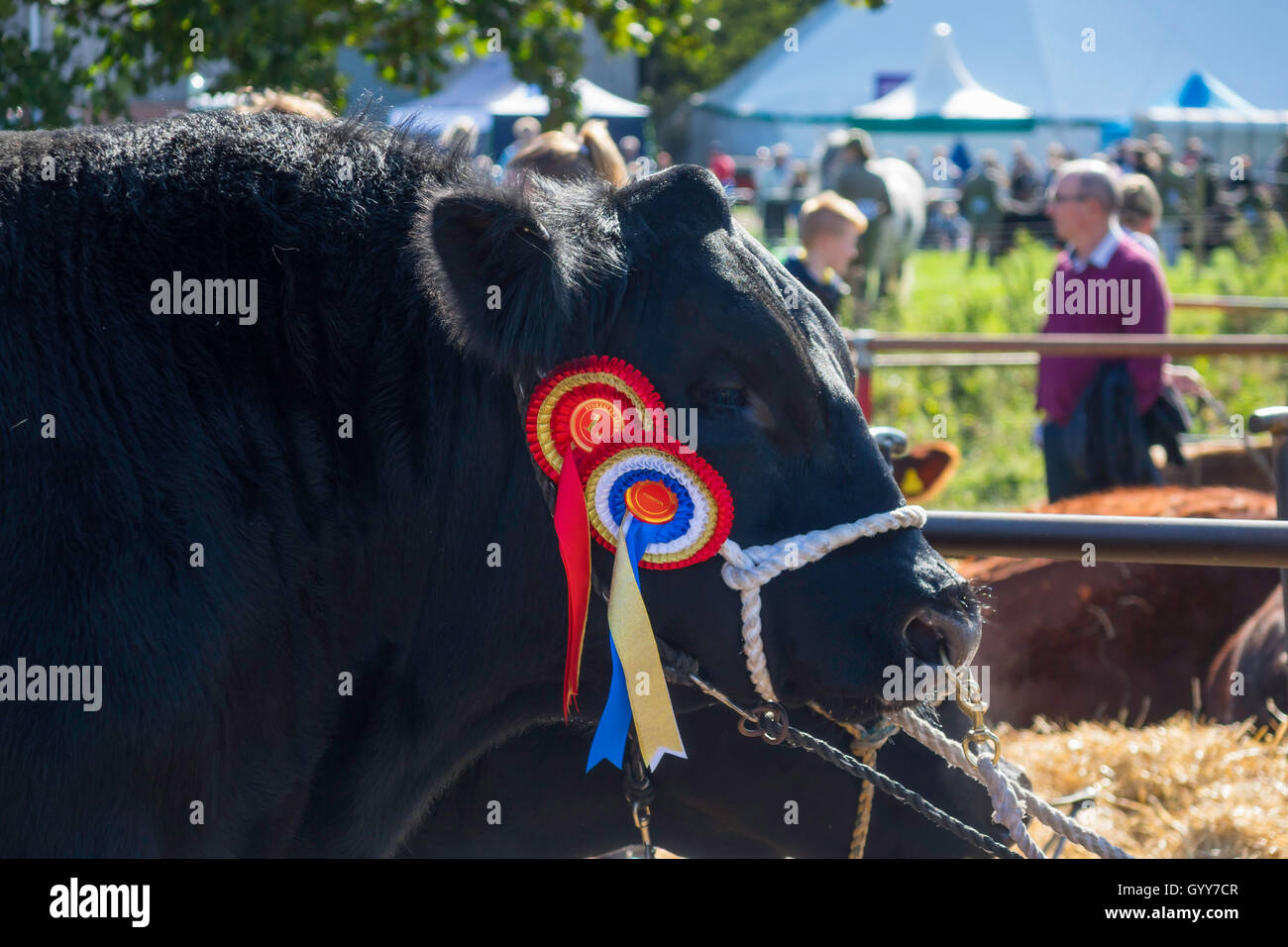 Champion aberdeen angus bull -Fotos und -Bildmaterial in hoher ...