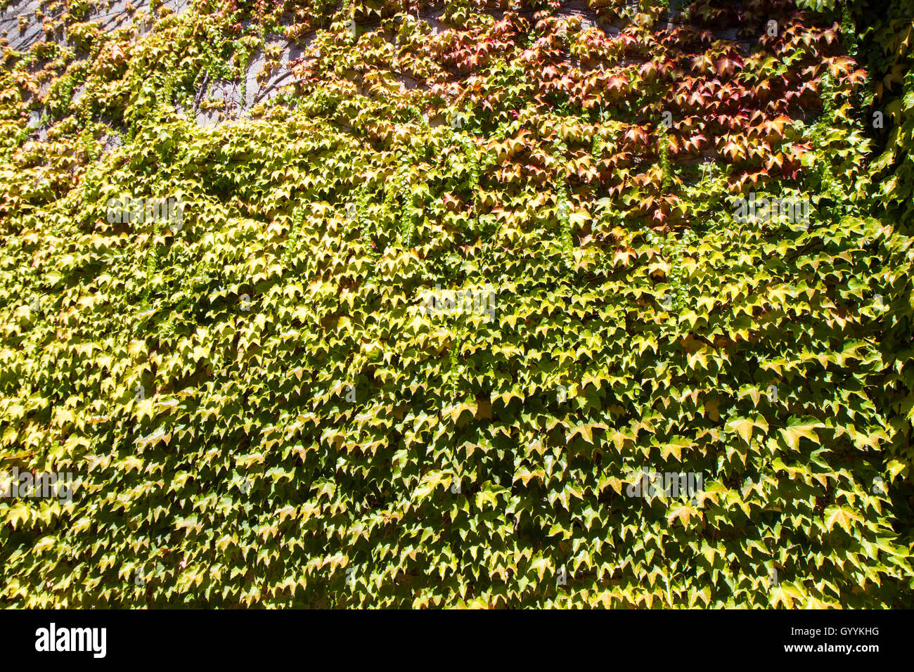 Efeu bedeckte gartenmauer -Fotos und -Bildmaterial in hoher Auflösung ...