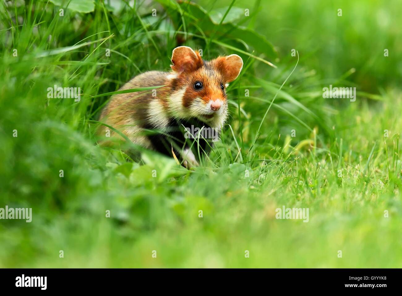 Cricetus im gras Stockfotos und -bilder Kaufen - Alamy