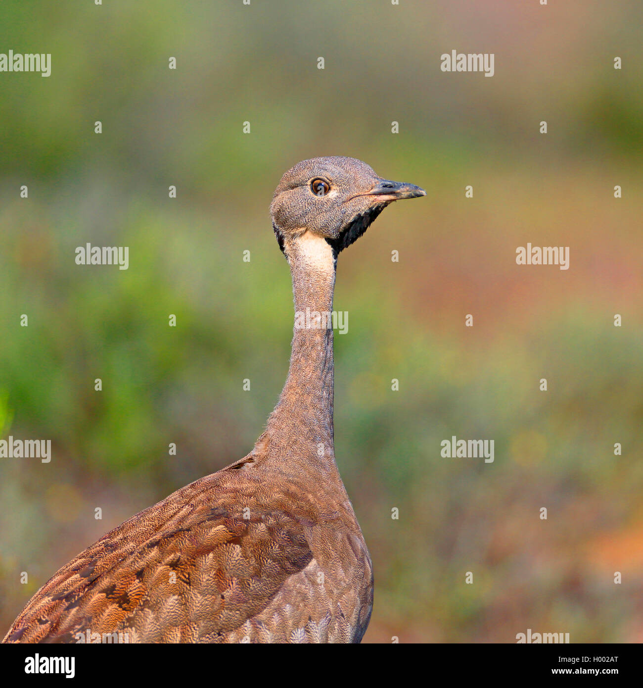 Karoo trappe -Fotos und -Bildmaterial in hoher Auflösung – Alamy