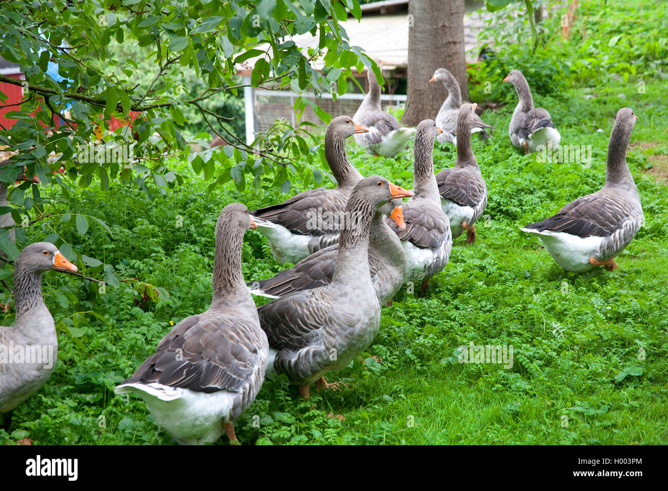 Haus Gans Stockfotos & Haus Gans Bilder - Alamy
