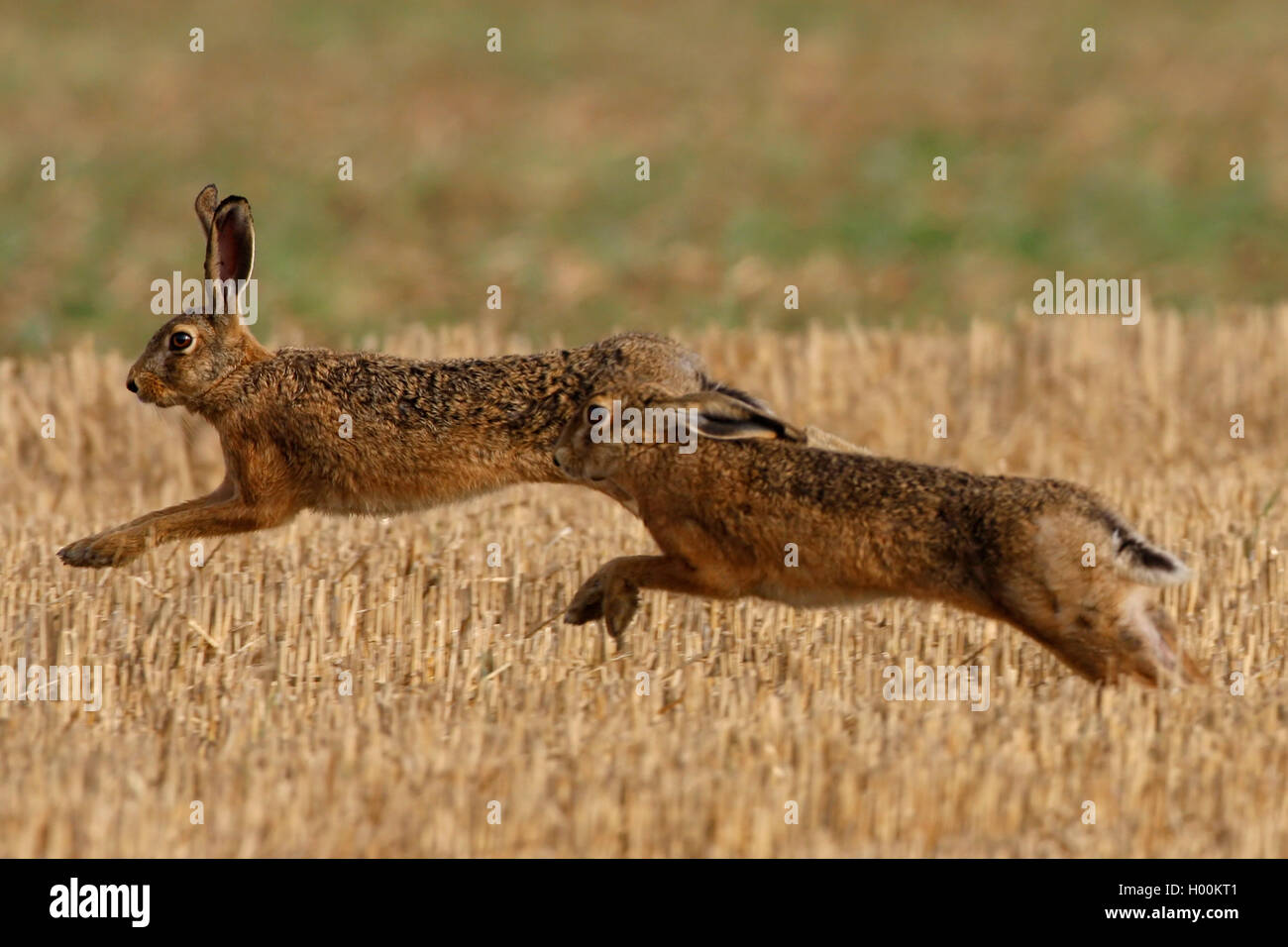 Europäische hase, feldhase (Lepus europaeus), zwei Hasen springen über ...