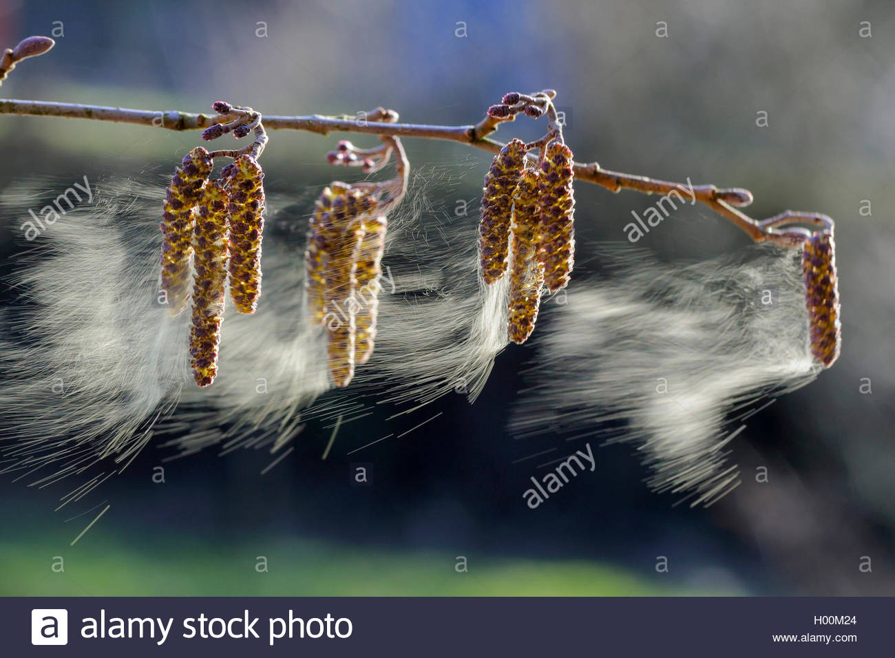 Schwarz Erle Stockfotos & Schwarz Erle Bilder - Alamy