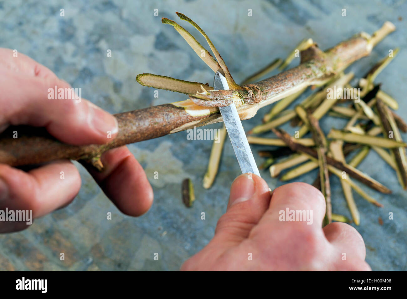 Carneol Kirschholz (Cornus Mas), Rinde ist geschält, Deutschland ...
