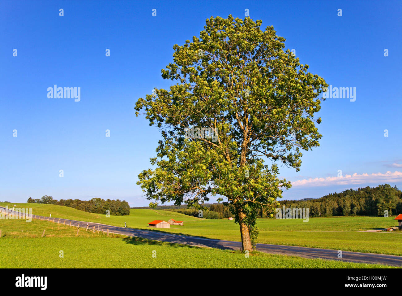 Gemeinsame Europäische Esche Esche (Fraxinus excelsior), Baum auf einer ...