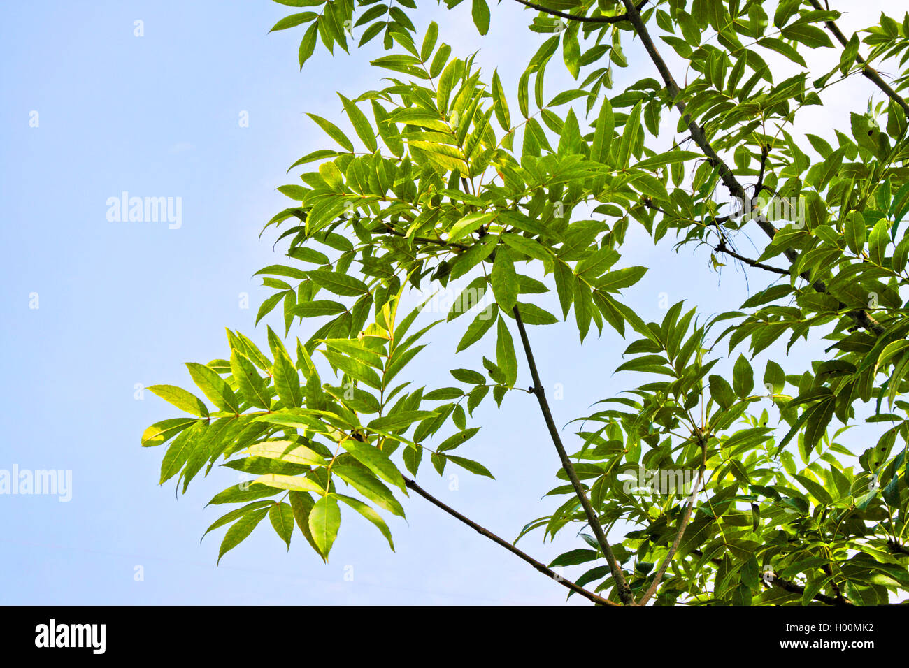 Gemeinsame Europäische Esche Esche (Fraxinus excelsior), Äste vor ...