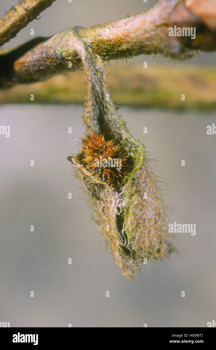 Schmetterlingsraupe admiral -Fotos und -Bildmaterial in hoher Auflösung ...