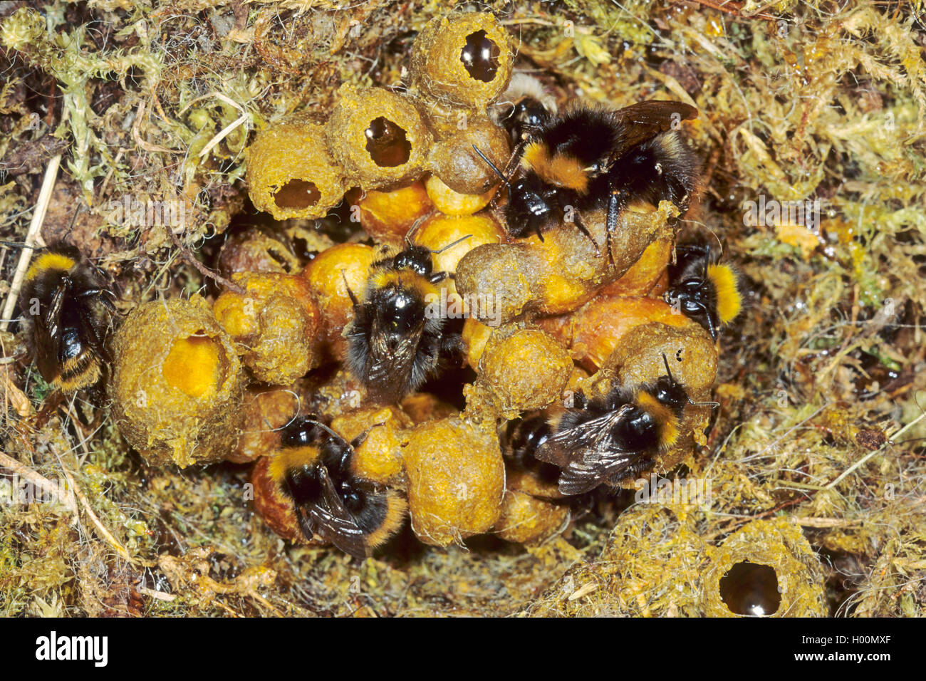 Frühe Hummel (Bombus pratorum, Pyrobombus pratorum), Hummeln im Nest ...
