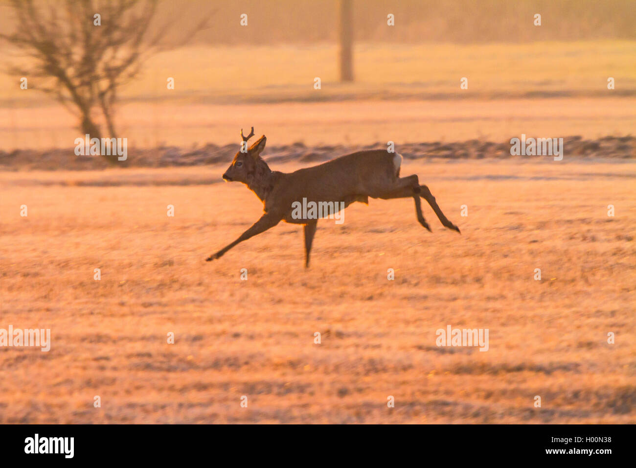 Spring ein rotes licht -Fotos und -Bildmaterial in hoher Auflösung – Alamy