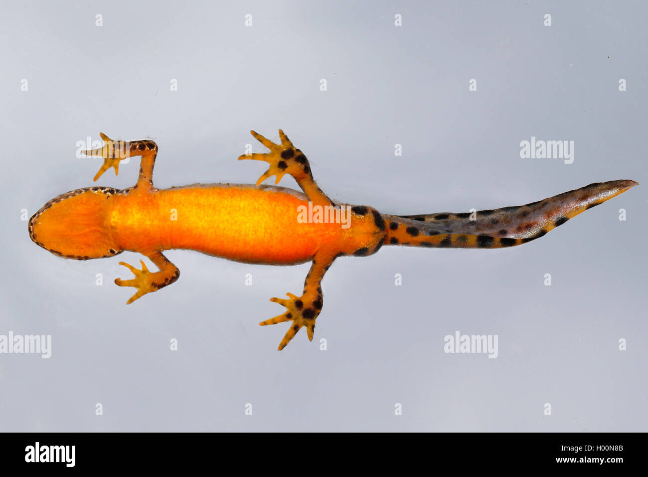 Bergmolch, Berg-Molch, Alpenmolch, Alpen-Molch (Triturus Alpestris ...