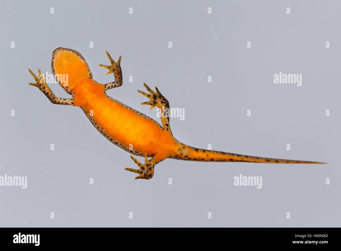Berg-Molch, Alpenmolch, Alpen-Molch (Triturus Alpestris, Ichthyosaura ...