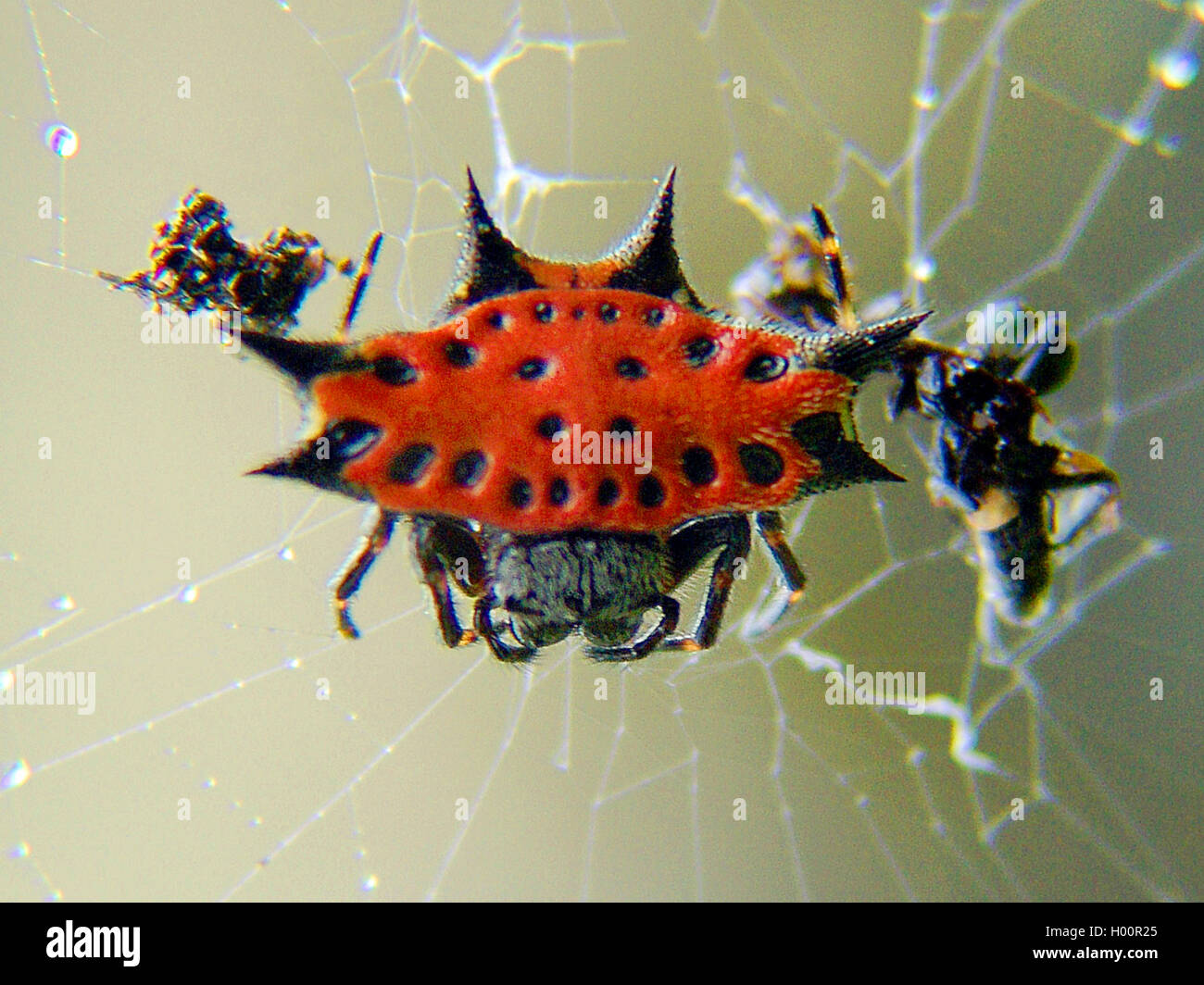 Radnetzspinne, Radnetz-Spinne, Gastercantha Cancriformis (Gastercantha ...
