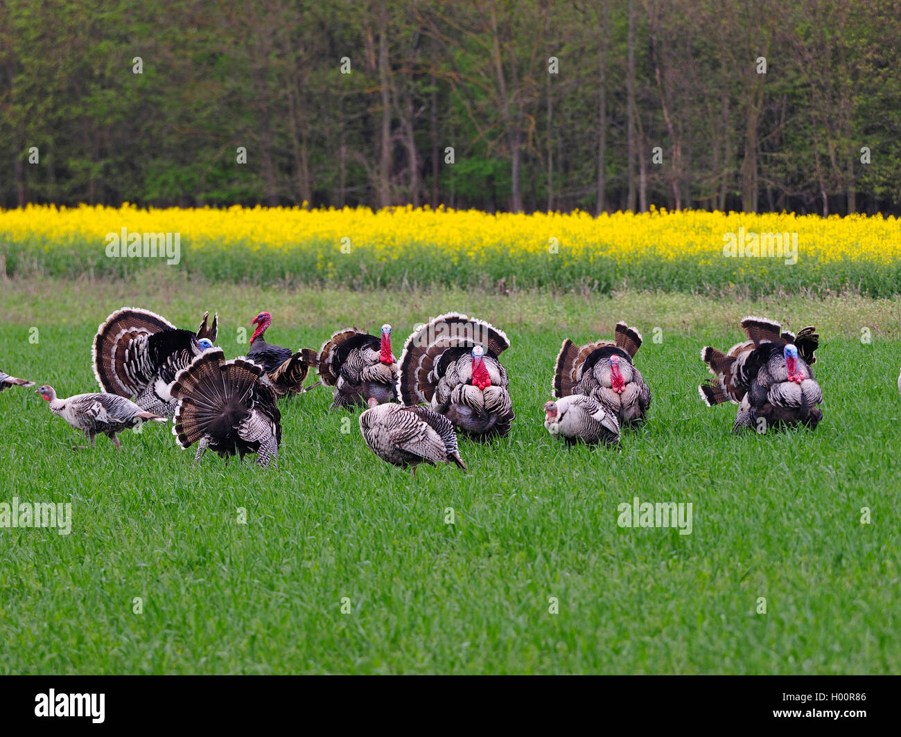 Pute Tier Stockfotos und -bilder Kaufen - Alamy