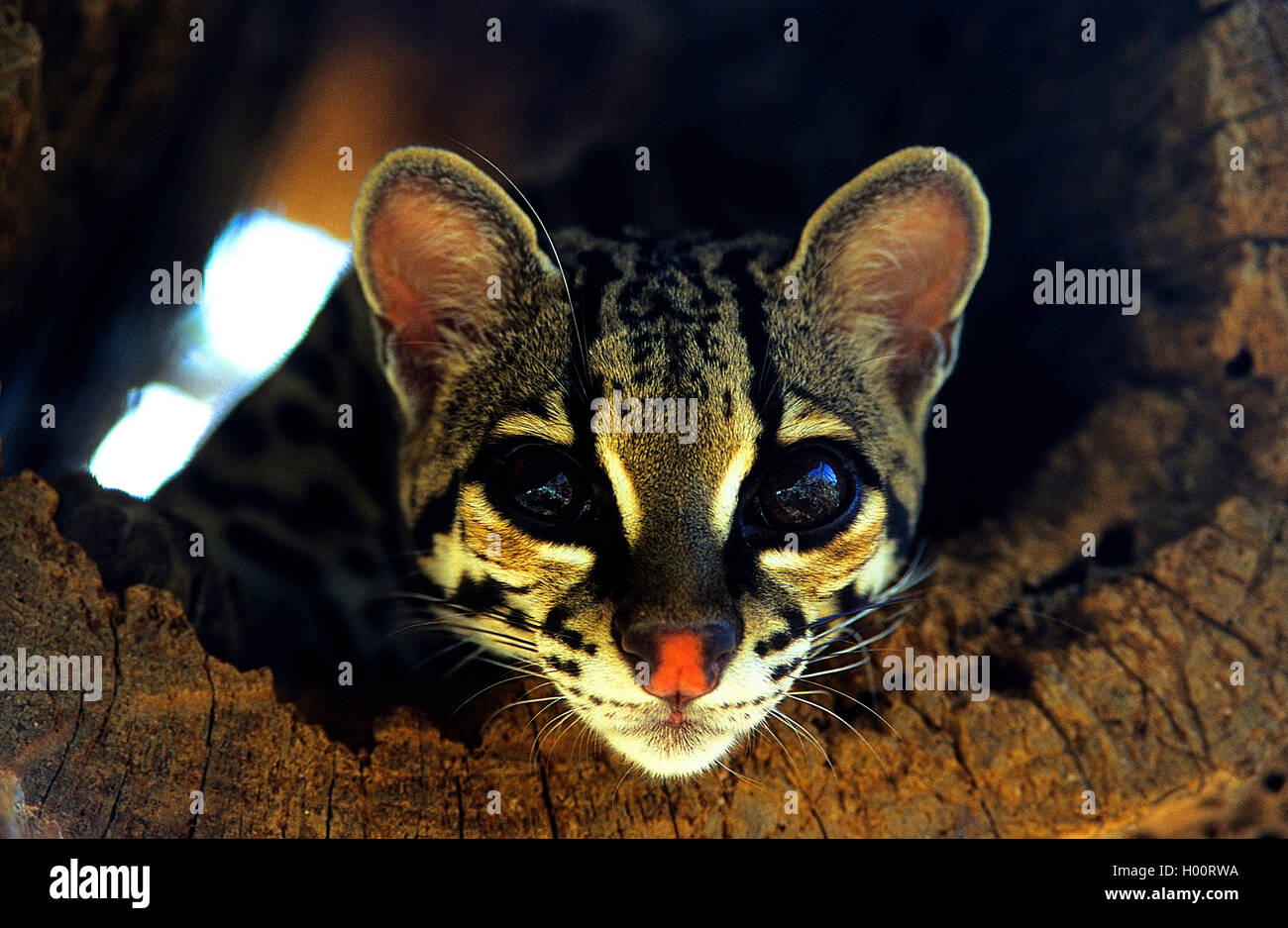 Margay (Leopardus wiedii), Porträt, Costa Rica Stockfotografie - Alamy
