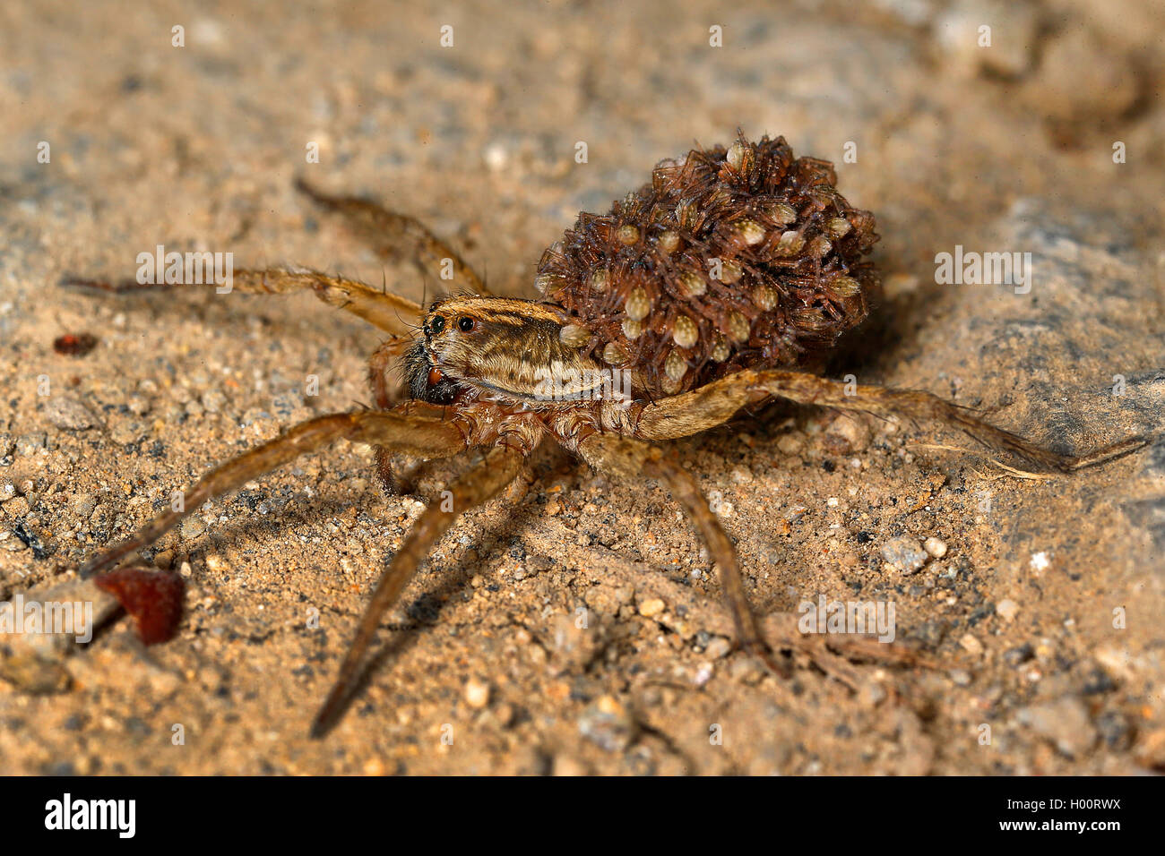 Bodenspinnen lycosidae -Fotos und -Bildmaterial in hoher Auflösung – Alamy