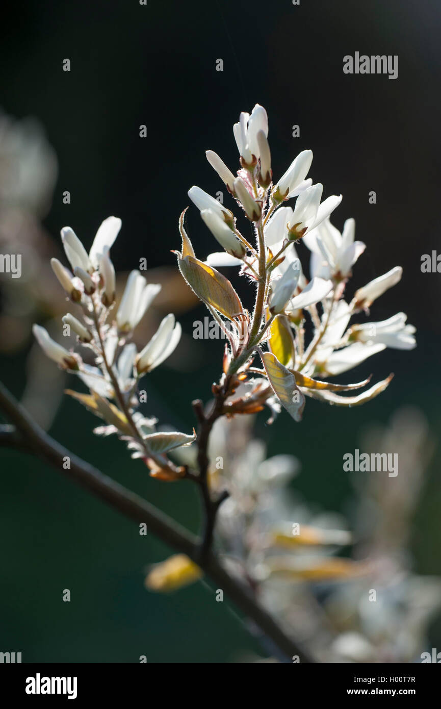 Downy serviceberry amelanchier arborea -Fotos und -Bildmaterial in ...