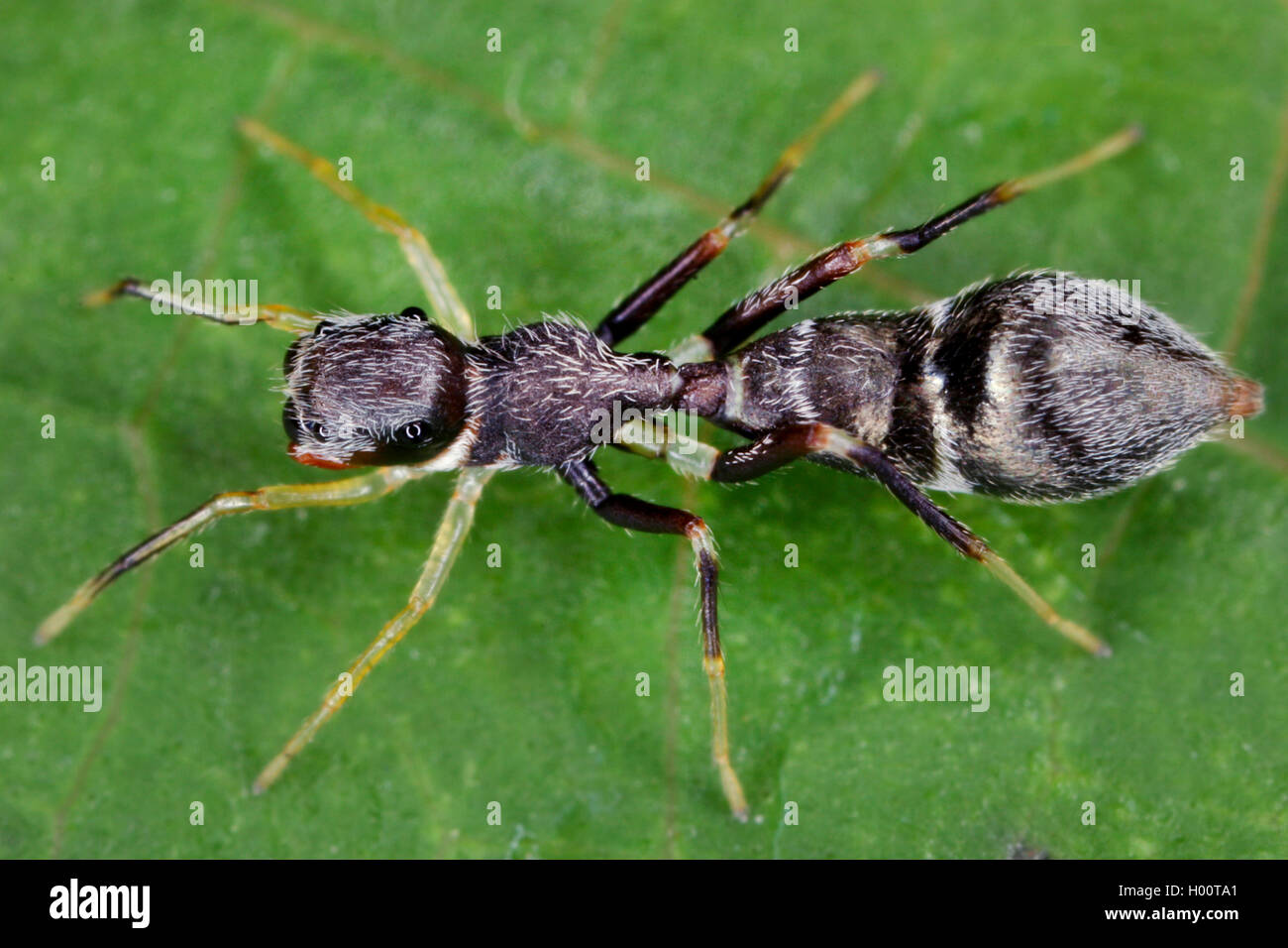 Ant - wie Jumping Spider, ant-jumping Spider (Synemosyna spec.), ahmt ...
