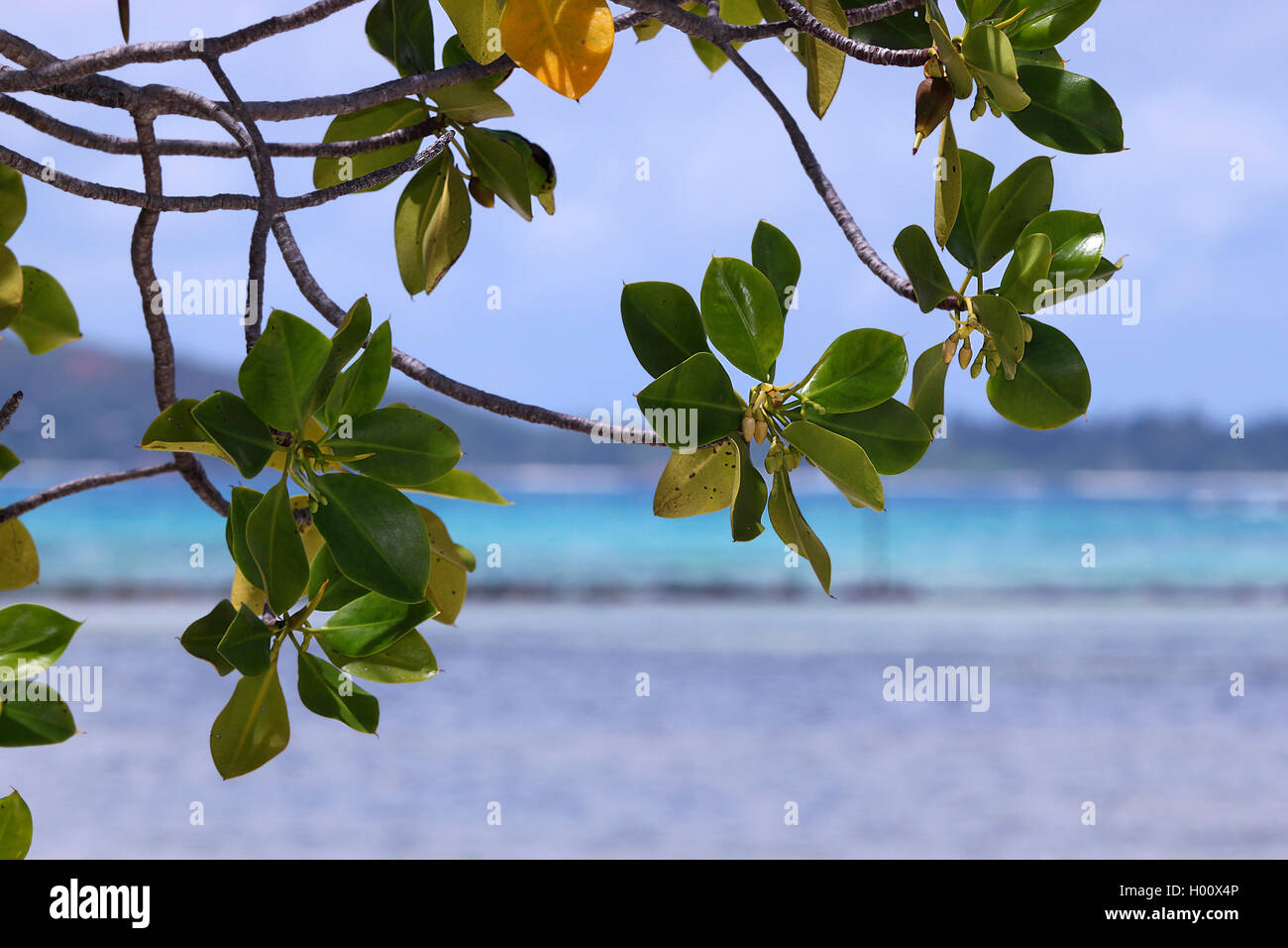 Botany flora costa rica -Fotos und -Bildmaterial in hoher Auflösung – Alamy