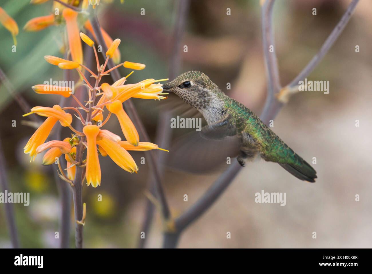 Annakolibri anna kolibri calypte anna -Fotos und -Bildmaterial in hoher ...