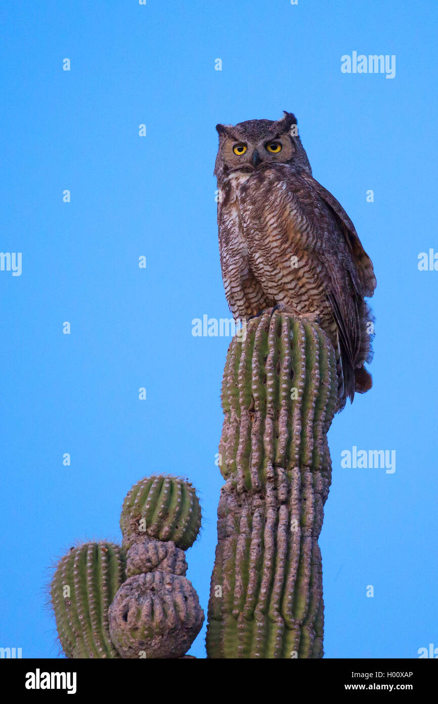 Virginiauhu, Virginia-Uhu, Amerikanischer Uhu (Bubo Virginianus), Sitzt ...