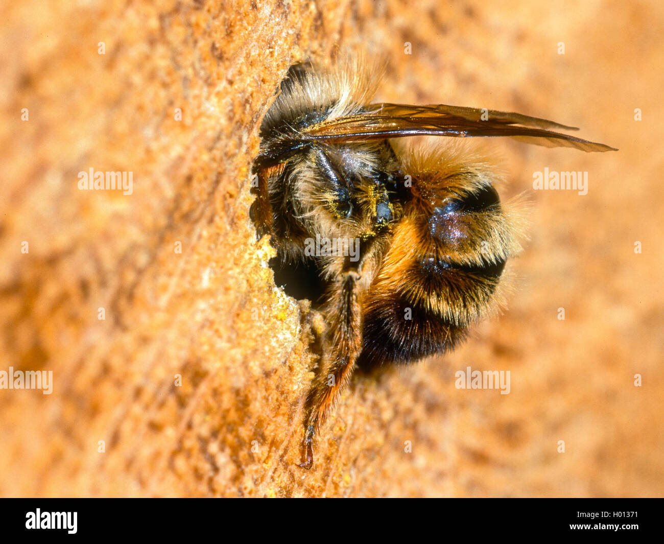 Rote Mauerbiene (Osmia Rufa, Osmia Bicornis), Weibchen Moertelt Mit ...