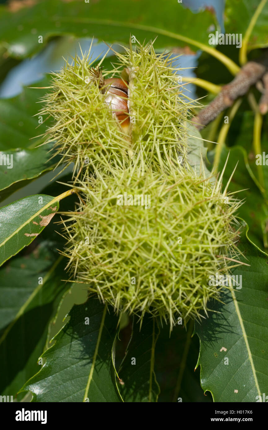 Castanea Sativa Edelkastanie Esskastanie Stockfotos und -bilder Kaufen ...