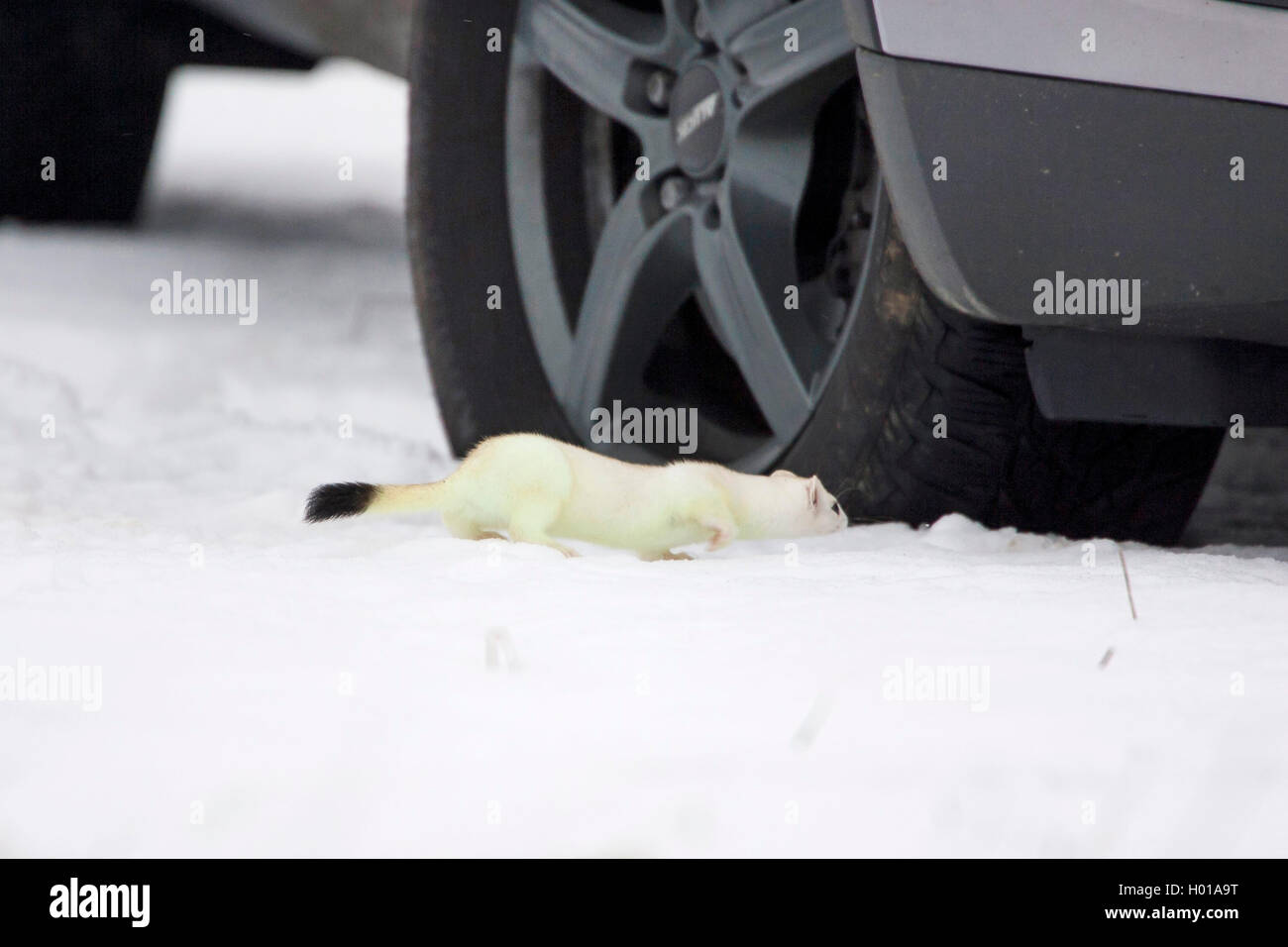 Grosses Wiesel, Hermelin, Grosswiesel, Gross-Wiesel, Kurzschwanzwiesel ...
