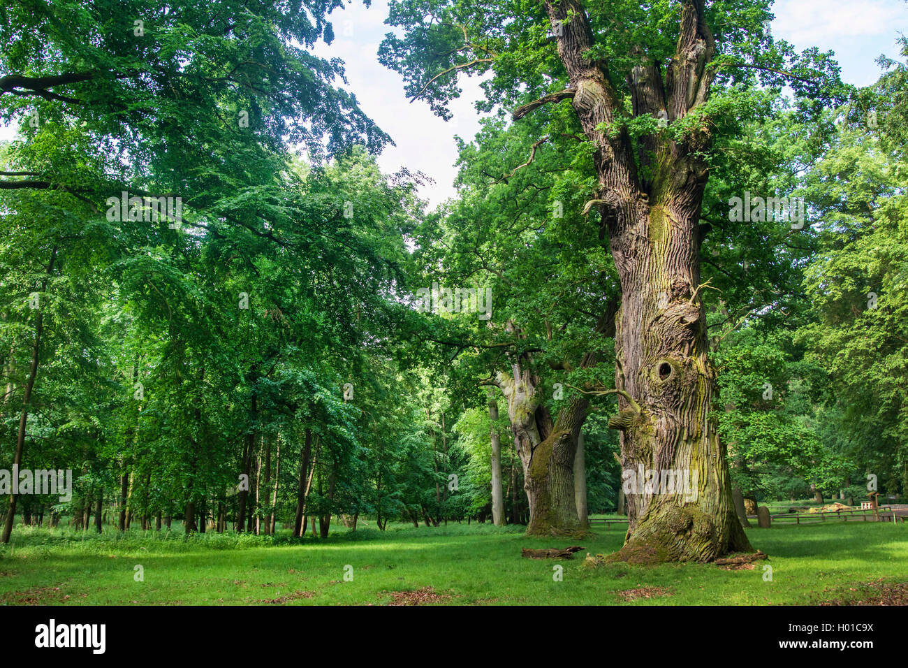 Freistehende eichen -Fotos und -Bildmaterial in hoher Auflösung - Seite ...