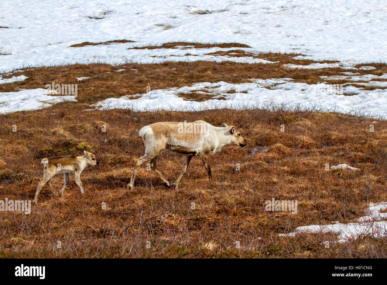 Rentier weibchen reindeer female rangifer -Fotos und -Bildmaterial in ...