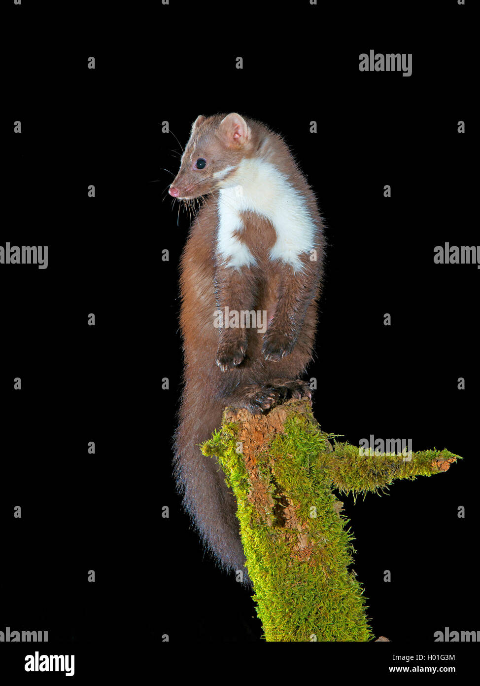 Steinmarder, Steinmarder, Weiße Breasted Marder (Martes foina ...