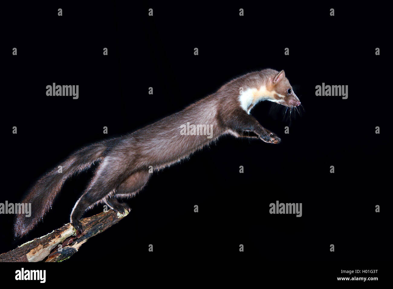 Steinmarder, Steinmarder, Weiße Breasted Marder (Martes foina ...