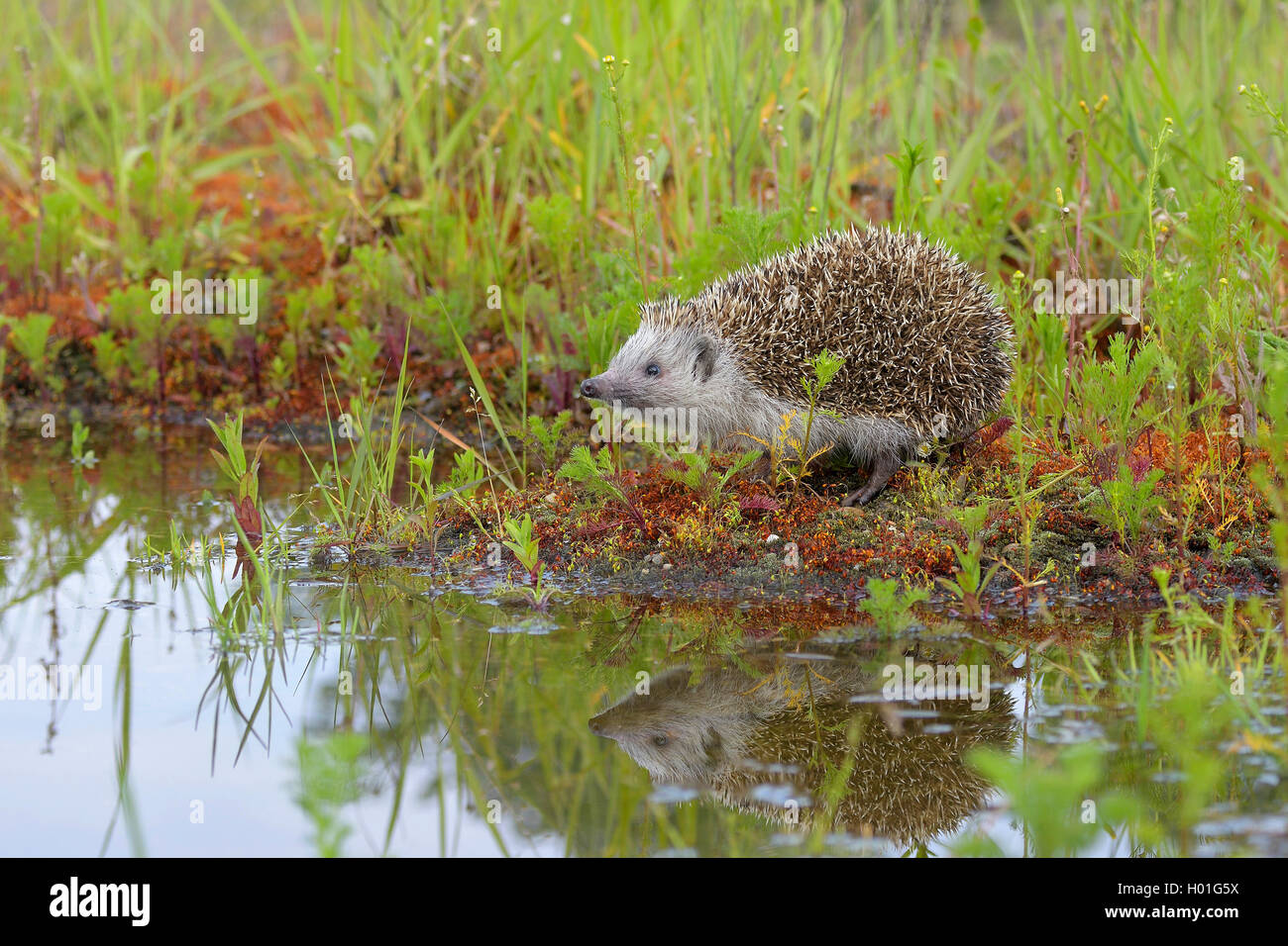 Europaeischer Igel, Westeuropaeischer Igel, Westigel, West-Igel ...