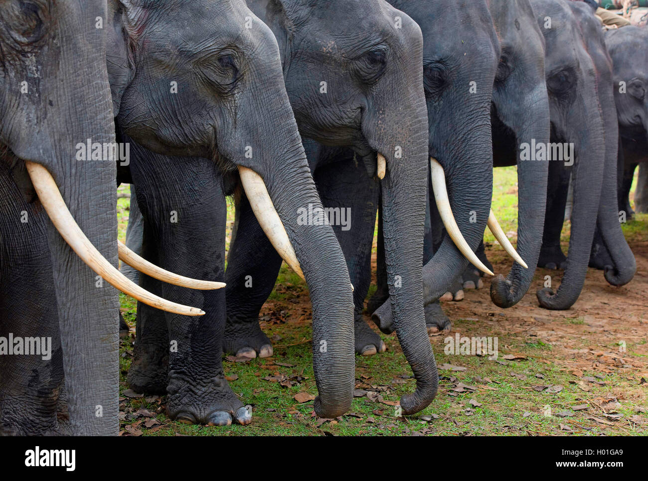 Indischer Elefant, Asiatischer Elefant (Elephas Maximus Indicus ...