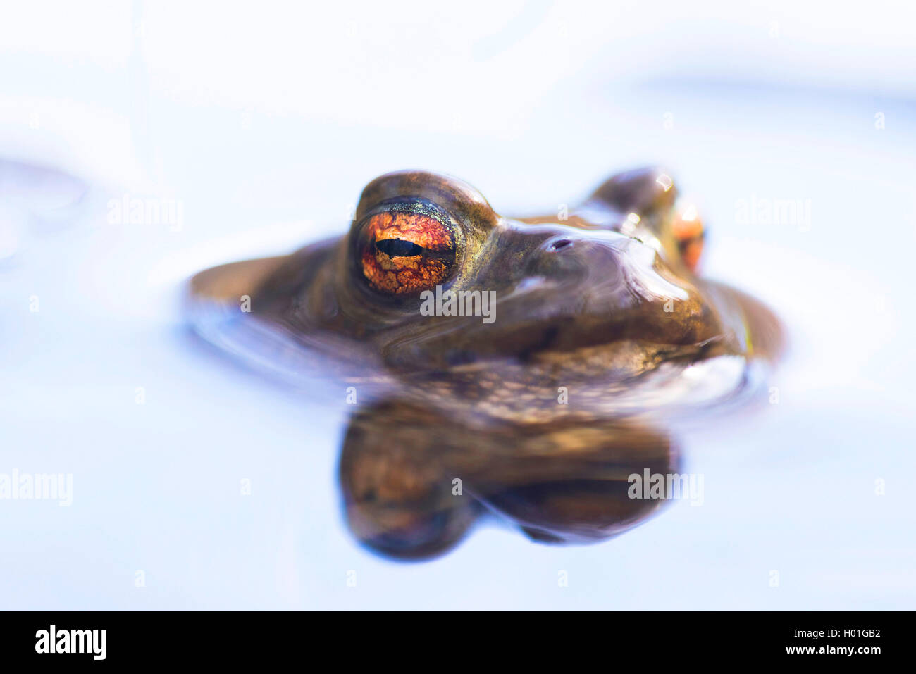 Erdkroete, Erd-Kroete (Bufo Bufo), Schaut aus Dem Wasser, Norwegen ...