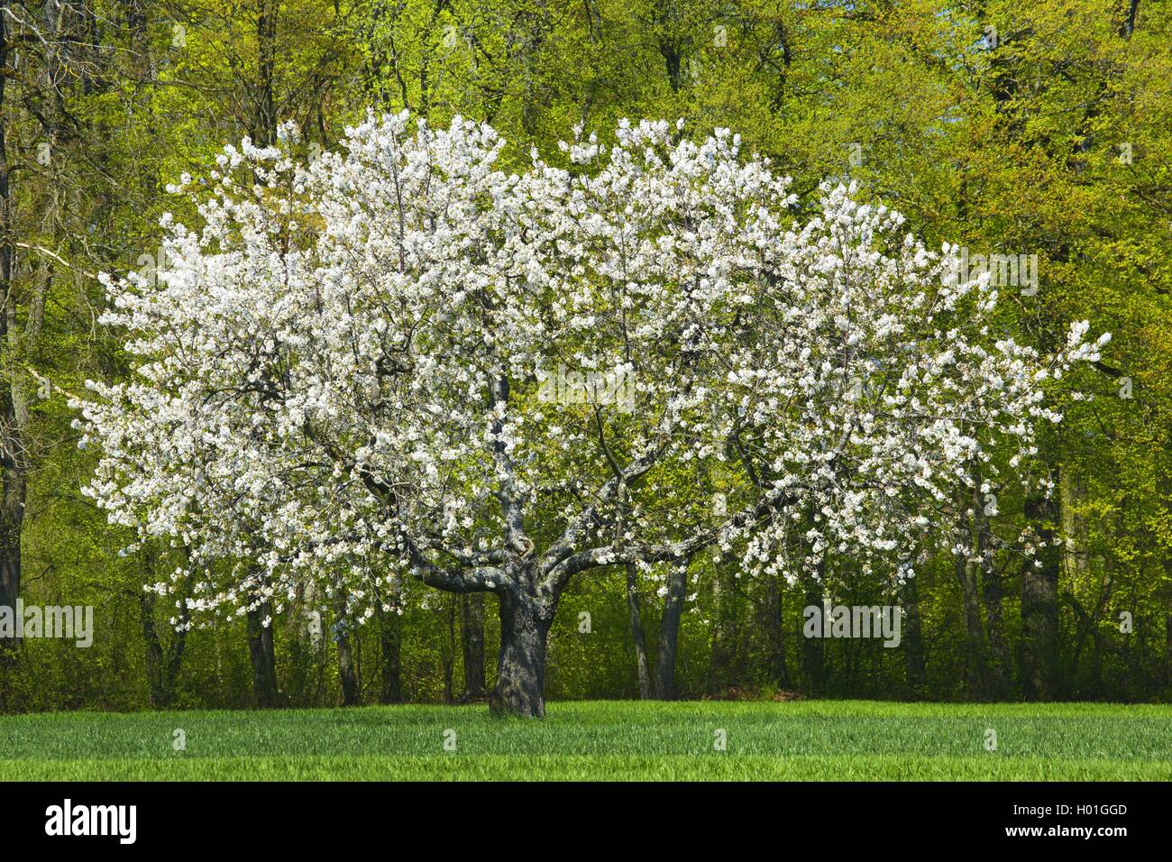 Baum wald wiese -Fotos und -Bildmaterial in hoher Auflösung – Alamy