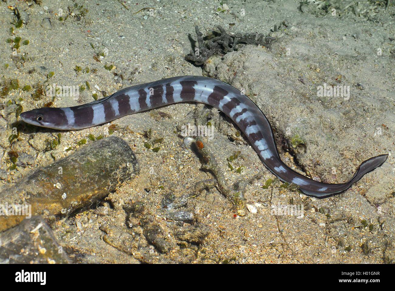 Conger conger fisch -Fotos und -Bildmaterial in hoher Auflösung – Alamy